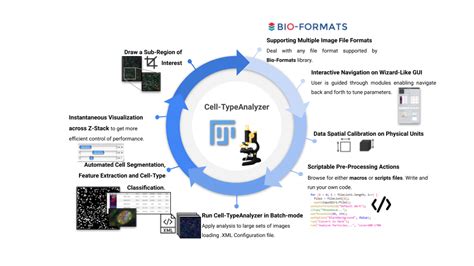 Github Acayuelalopezcelltypeanalyzer Microscope This Is An Imagej Or Fiji Plugin To