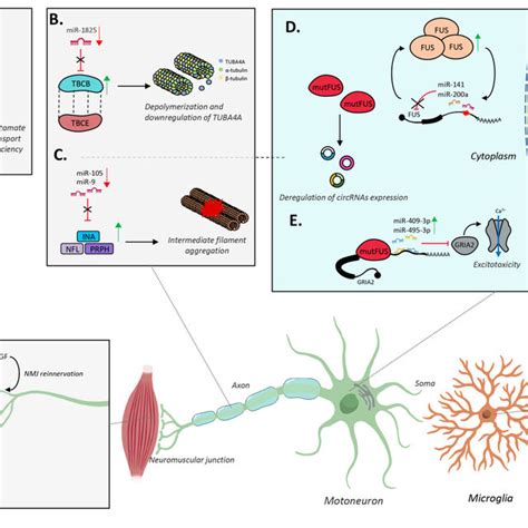 Schematic Representation Of Noncoding Rna Dysregulation Examples In