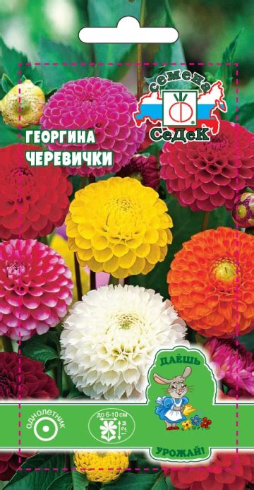 Георгины Черевички — описание, фото и характеристики сорта