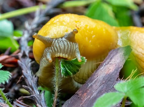 A Banana Slug Meal Carla Brennans Blog