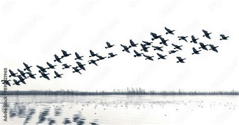 Dynamic Flowchart Morphing Into A Flock Of Birds Flying In Formation