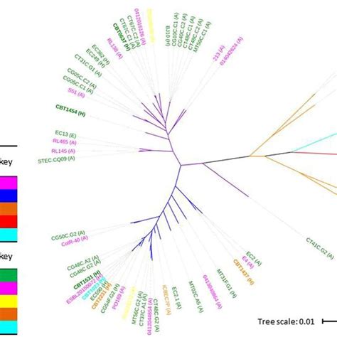 Maximum Likelihood Tree Based On Concatenated Core Genome Sequences Of