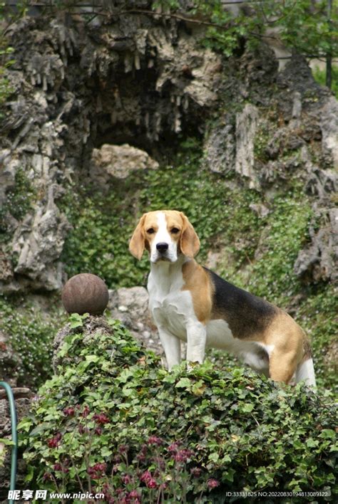 狗摄影图 家禽家畜 生物世界 摄影图库 昵图网