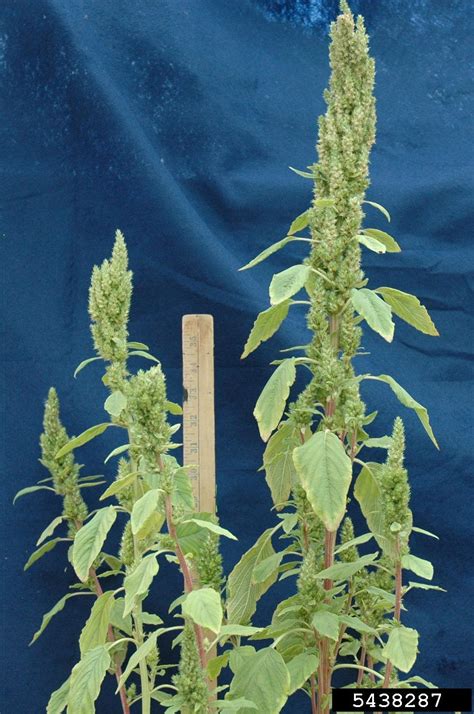 Redroot Pigweed Amaranthus Retroflexus L Redroot Pigweed Amaranthus Retroflexus L