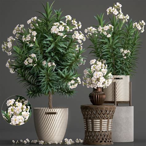 3d Oleander Models Turbosquid