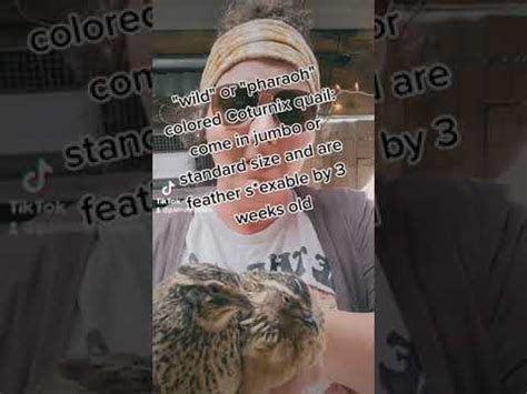 How To Know If Your Feather Sexable Coturnix Quail Are Males Or Females YouTube