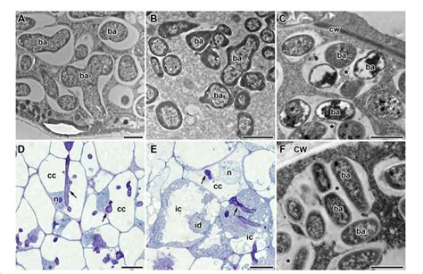Phenotypes Of Pea Pisum Sativum L Nodules A Wild Type Bacteroids