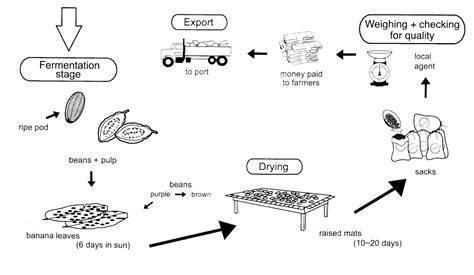 The Diagram Below Shows The Stages Of Processing Cocoa Beans