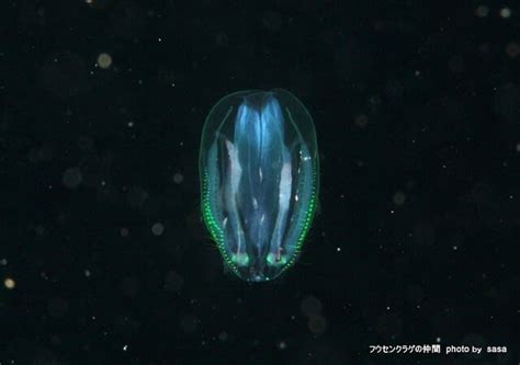 シーズンイン！！ シーアゲイン～ログブック
