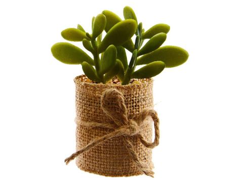 Купить Искусственное растение Толстянка пластик 12 см Kaemingk по выгодной цене в интернет