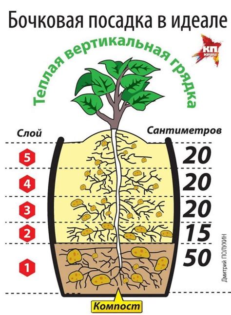 Какой метод выращивания картофеля предпочесть - конечно, картофель по ...
