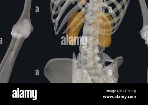 The Intertransverse Ligaments Are Weak Sheet Like Ligaments Interconnecting Adjacent Transverse