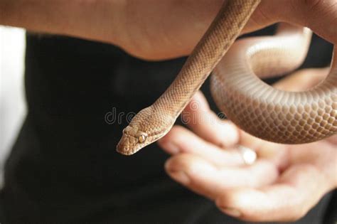 Detail Of The Face And Body Of A Pet Pygmy Python Stock Image Image