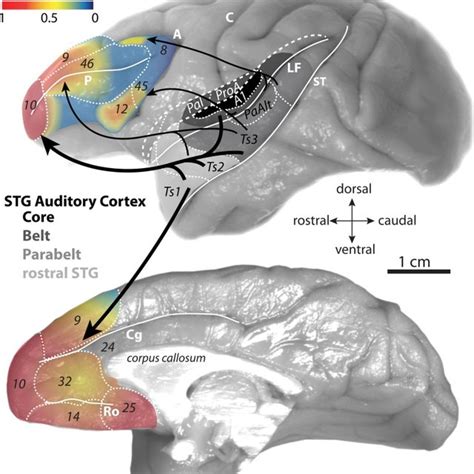Pdf Specialized Prefrontal Auditory Fields Organization Of Primate Prefrontal Temporal Pathways