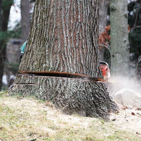Cost Of Tree Removal Elite Tree Care