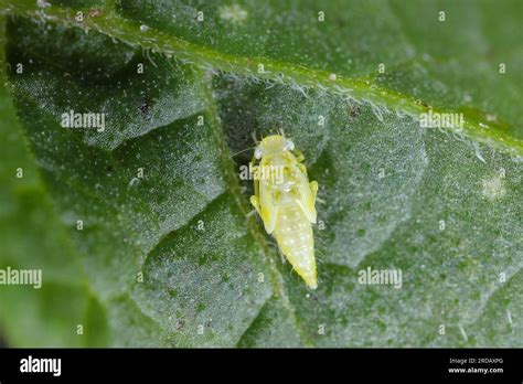 Nymph Fo A Leafhopper Larva Of Eupteryx Atropunctata Under A Potato