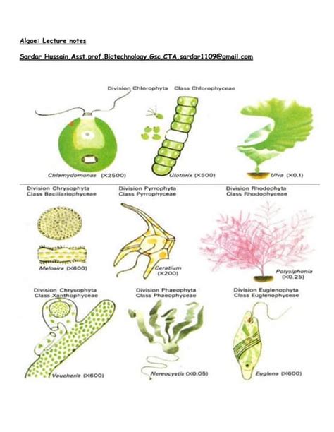Plant Kingdom Class 11 Pptx