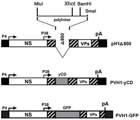 The Upper Diagram Depicts The Empty Vector Dna Clone Pvh1 Δ800 Which Download Scientific
