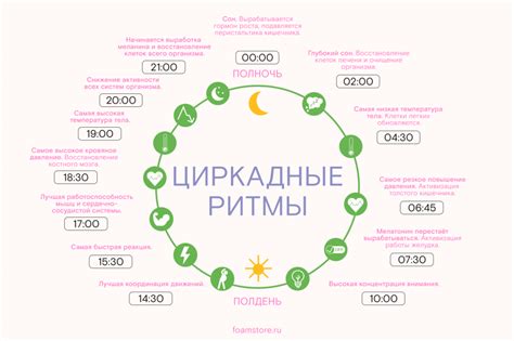 Схема циркадных ритмов