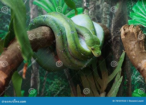 Green Python Stock Image Image Of Fauna Jungle Predator 78181933