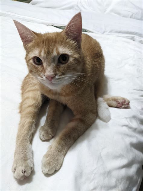 I Thought His Arm Got Really Messed Up Rwhatswrongwithyourcat