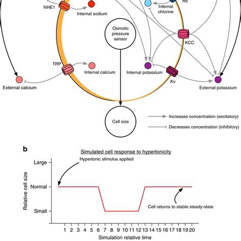 Qualitative Network Model Of Osmotic Regulation A Schematic Of Download Scientific Diagram