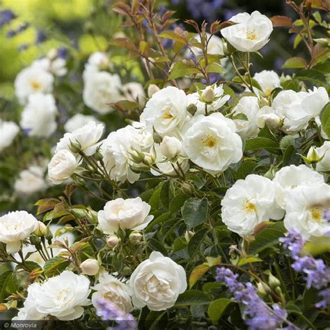 Rose Nitty Gritty White Bayport Flower Houses Inc