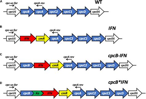 Schematic Overview Of Dna Constructs Designed For The Transformation