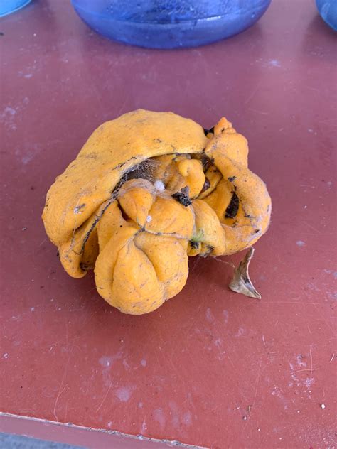 Gnarly Lemon That Shivered When Picked Rwierd