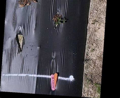 Strawberry Drone Images Roboflow Universe