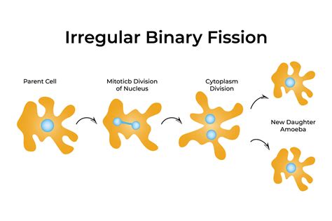 Irregular Binary Fission Science Design Graphic By Hamjaiu · Creative