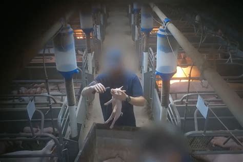 Allegations of animal cruelty and a charge of bestiality at Victorian Piggery emerge on eve of ...