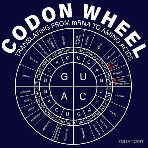 Genetics Mrna Codon Wheel By Objetdart Redbubble