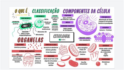 Mapa Mental Sobre Cadeia Alimentar Study Maps Artofit