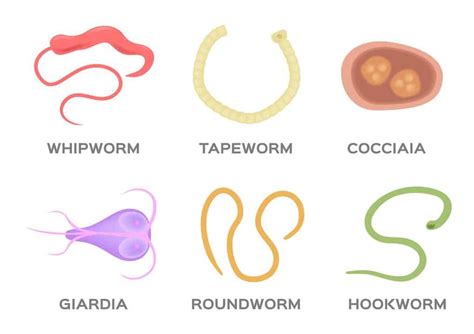 Internal And External Parasite Control Hallett Veterinary Hospital