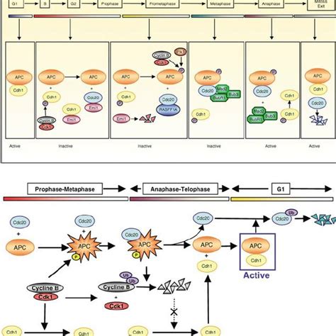 Comparison Of The Apccdc20 And The Scf Ubiquitin Ligases Apc And Scf Download Scientific