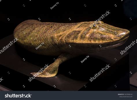 Tiktaalik Images Photos Et Images Vectorielles De Stock Shutterstock