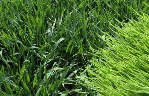 Real Vs Tray Wheatgrass Organic Plants Wheat Grass Green Superfood