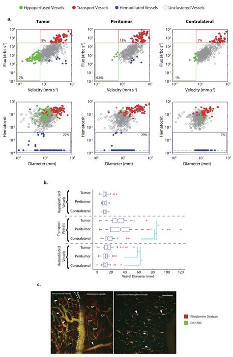 Multiparametric Phenotipic Vessel Clustering To Compare Vessels Within