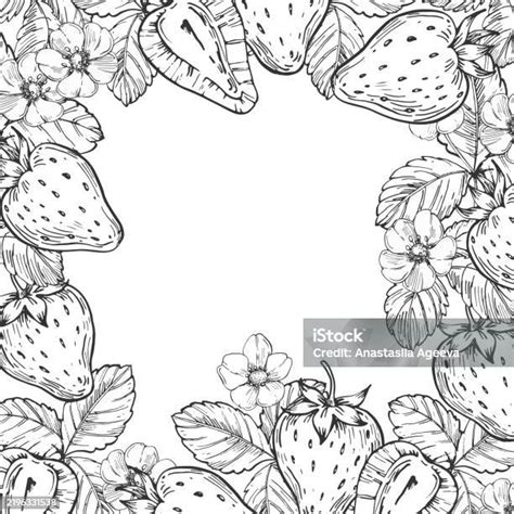 딸기 벡터 흑인과 백인 프레임 잉크로 그린 손 잎 열매 와 꽃 와 딸기 통하고 있는 하얀 배경에 라벨 디자인을 위한 템플릿 0명에 대한 스톡 벡터 아트 및 기타 이미지