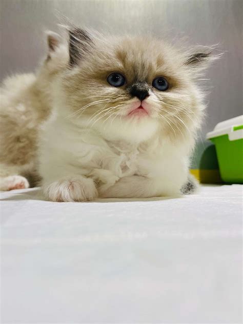 Ragdoll Female Kittens Petholicks