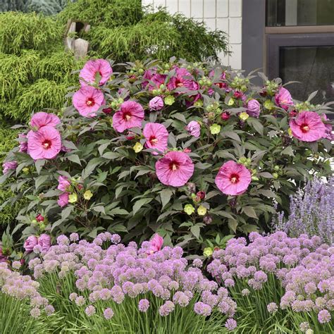 Hibiscus — Vineyard Gardens