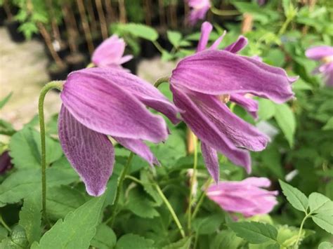 Clematis Ruby Clematis Plants Flowers