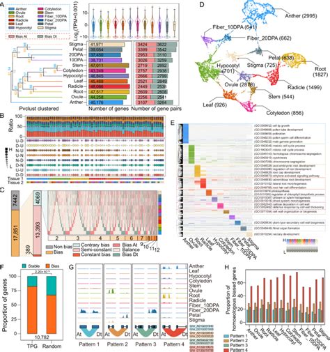 表观基因组和 3d 基因组图谱揭示了异体四倍体棉转录调控结构的发育动力学和亚基因组不对称性 Nature Communications X Mol