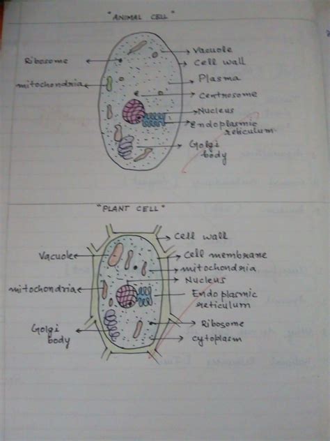 How To Draw And Labelled The Mitochondria Step By Step Tutorial Artofit