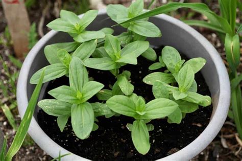Zinnia Plant Seedlings How To Pinch Zinnias For More Blooms