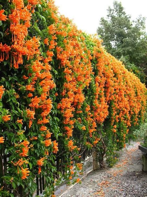 Plants With Climbing Flowers