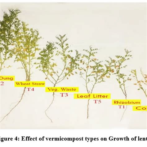 Effect Of Vermicompost Types Along With Rhizobium Inoculation Impact On Nodulation Potential
