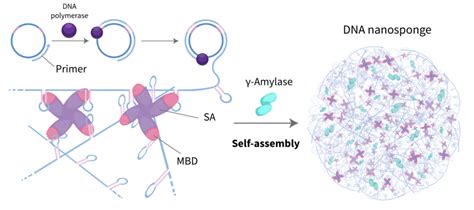 Figure 5 Process Of Rca And Dna Nanostructure Formation Figure 6