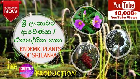 ශ්‍රී ලංකාවේ ඒක දේශික ශාක Endemic Plants Of Sri Lanka Youtube